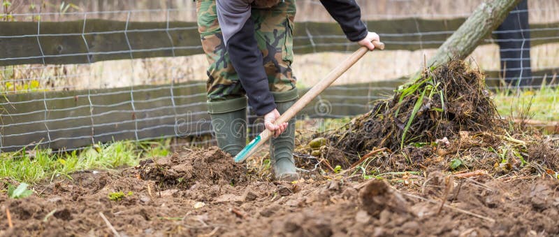 Man Digging with Spade in Garden Stock Photo - Image of planting ...