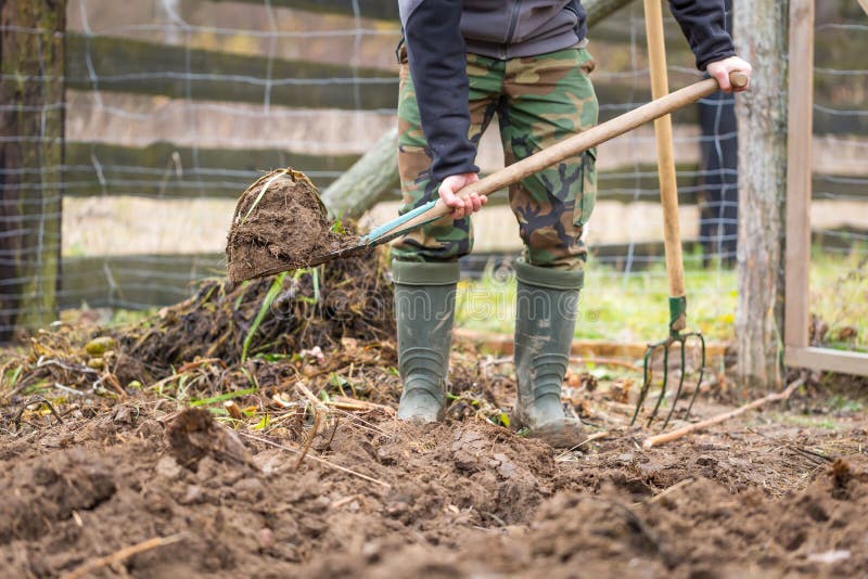 Farmer Digging in the Kitchen Garden with a Spade Stock Image - Image ...