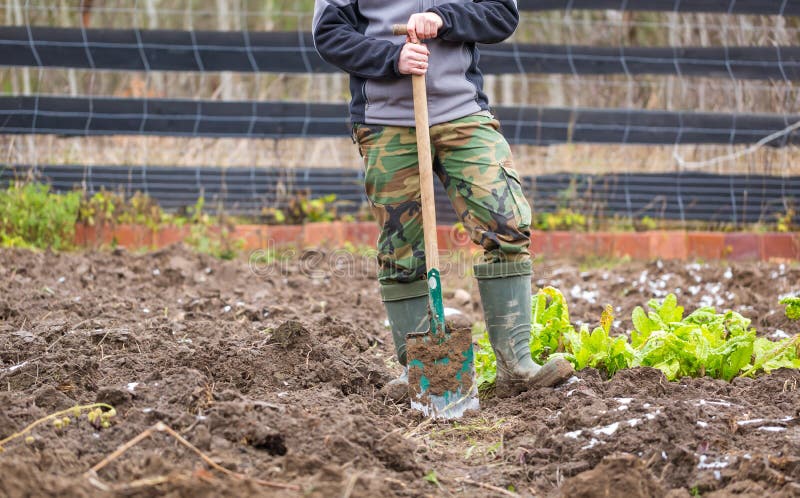 Farmer Digging in the Kitchen Garden with a Spade Stock Image - Image ...