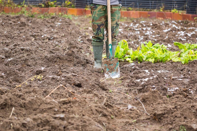 Farmer Digging in the Kitchen Garden with a Spade Stock Image - Image ...