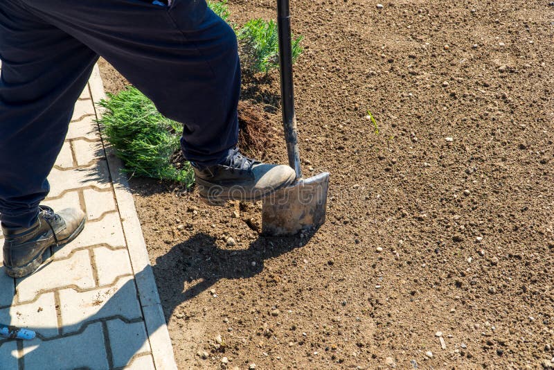 Man is Digging Spring Soil with Spading Fork. Work in a Garden Stock ...