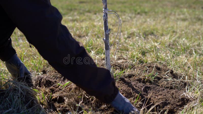 Man Digging Turf and Inverting Dirt. Preparing Soil Around the Plant ...