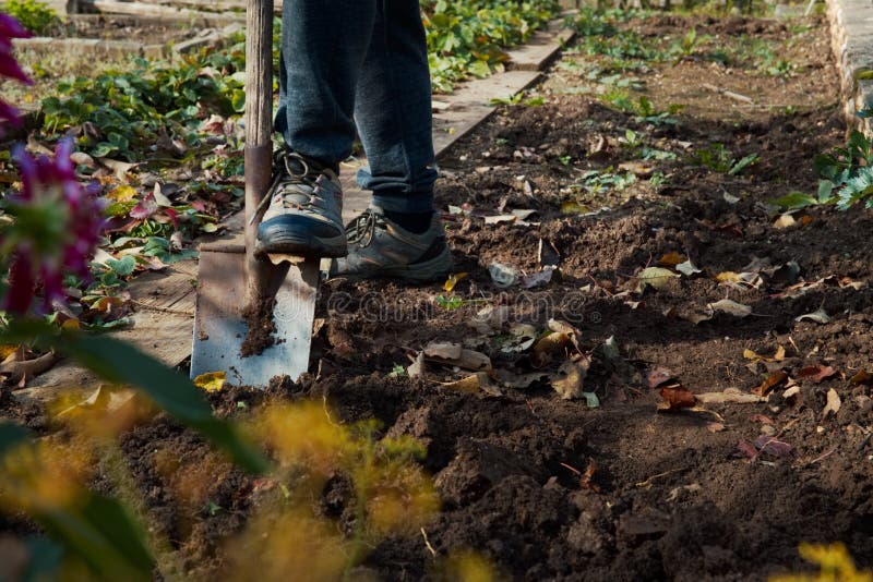 Man Digging Up Vegetables on a Garden, His Legs and a Spade in Focus ...