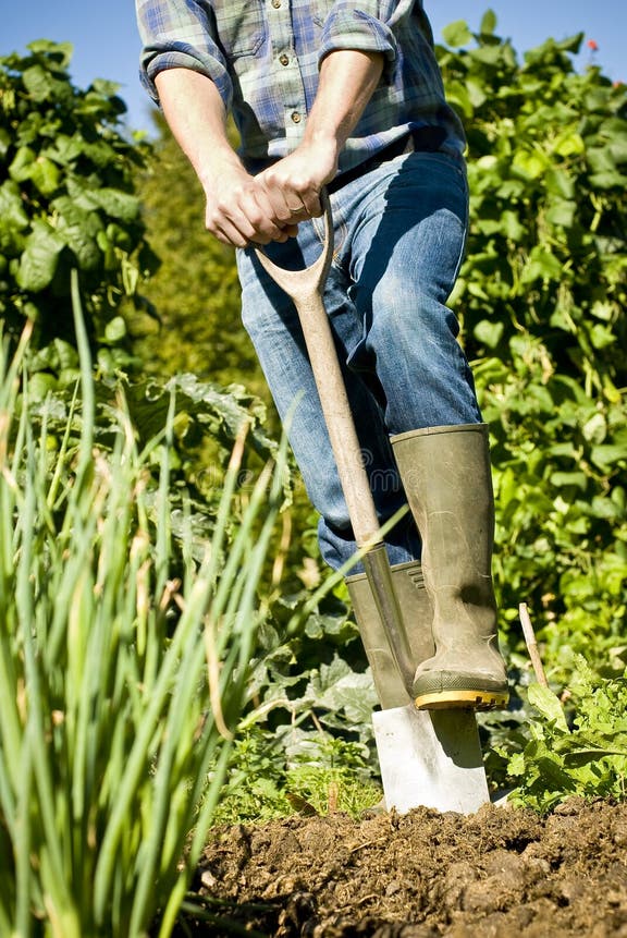 Man Digging in Vegetable Garden Stock Image - Image of garden, jeans ...