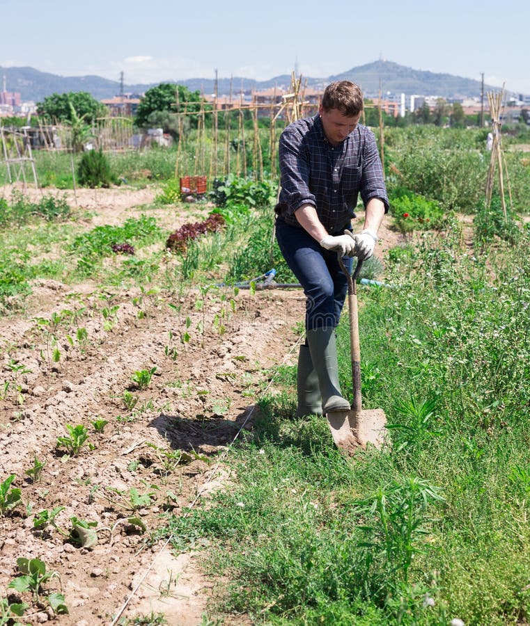Man Digging Weeds on the Field with Shovel Stock Image - Image of ...