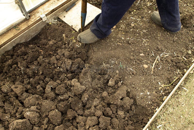 A Man Digs a Bed, Preparing the Earth for Planting Plants Stock Photo ...