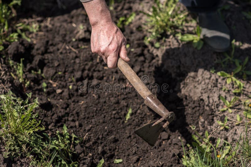 Man with Hoe 2 stock photo. Image of weed, agriculture - 10188180