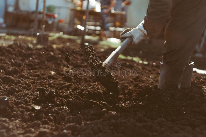 The man digs the garden stock photo. Image of background - 201301384