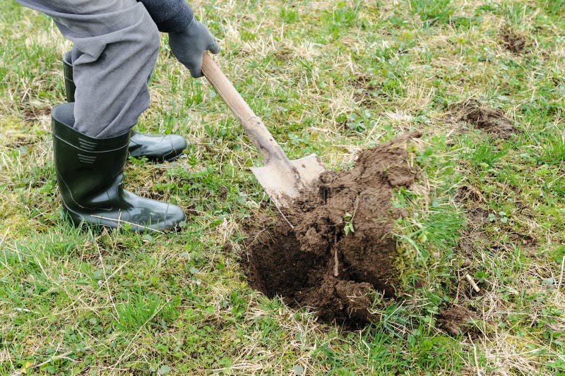Man is digging a pit. stock photo. Image of scoop, tree - 90752040