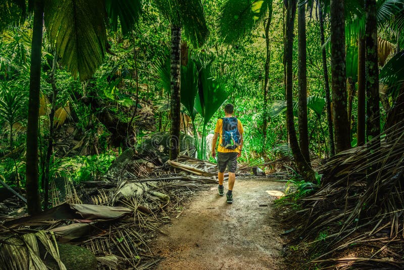 Man on a Dirt Path Exploring the Jungle Stock Image - Image of path ...