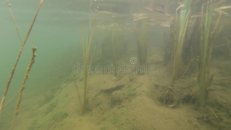 Man in Diving Suit Swims Underwater in River and Stock Footage - Video ...