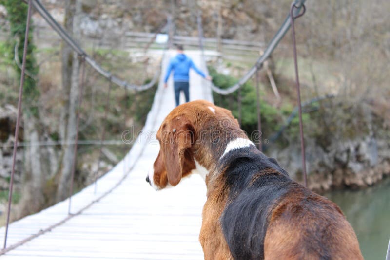 Man and Dog on a Wooden Bridge Stock Image - Image of activities ...
