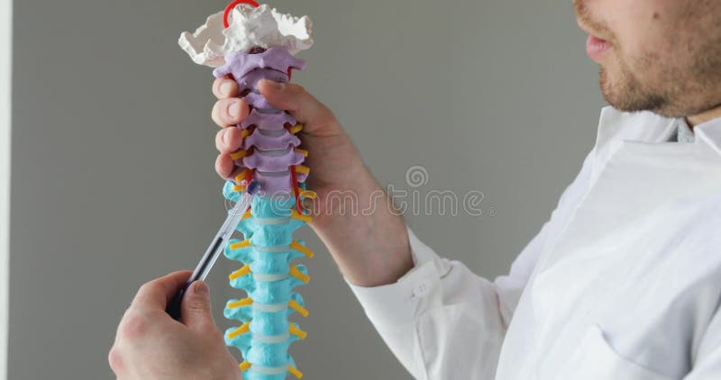 Man Doctor is Explaining the Structure of the Spine Using Spine Model ...