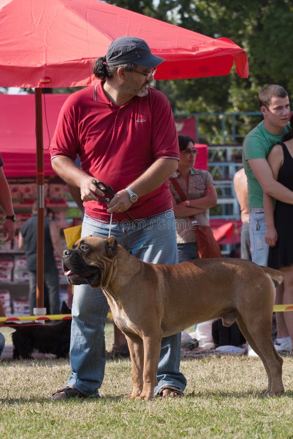 Master and His Dog Entering in a Dog Contest Editorial Stock Image ...