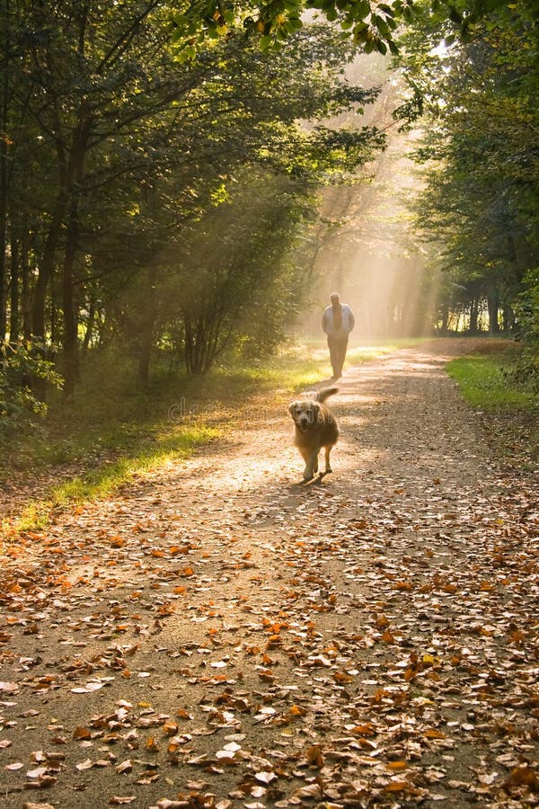 Man walking dog stock photo. Image of walking, green, strolling - 2376734