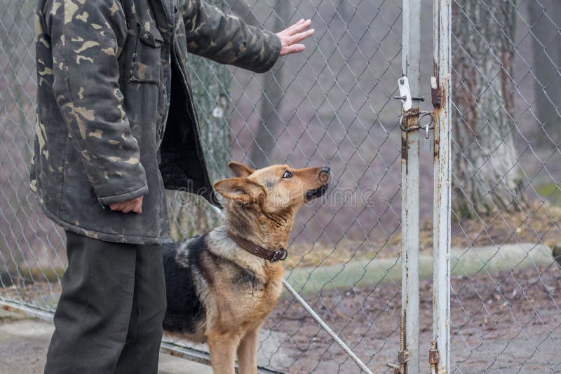 Man and Dog Stand Near the Gate, Guard the Object_ Stock Image - Image ...