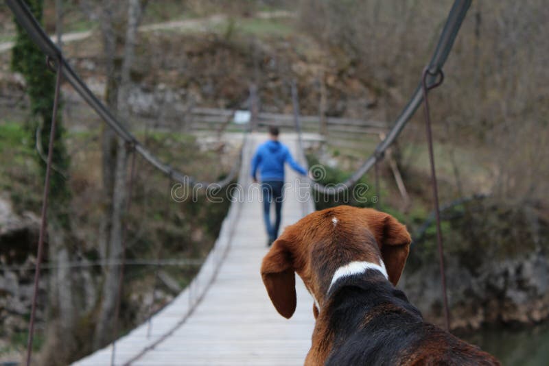 Man and Dog on a Wooden Bridge Stock Image - Image of bridge ...