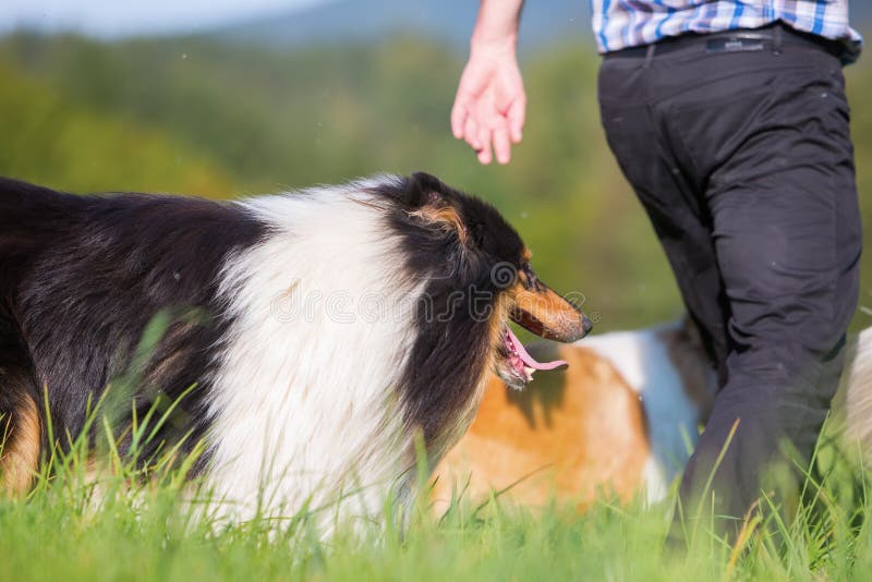 Man with Dogs on the Meadow Stock Image - Image of together, grass ...