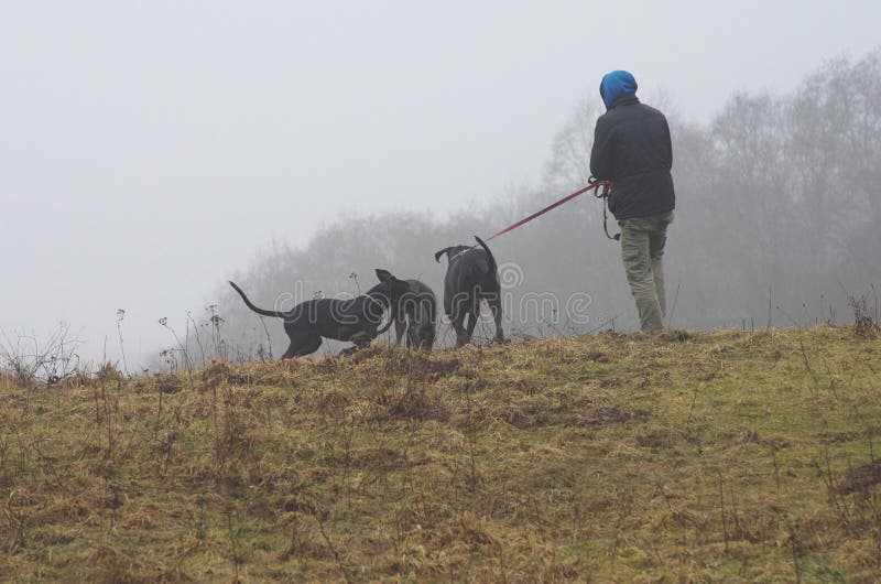 Man with dogs stock photo. Image of great, taking, walk - 94988302