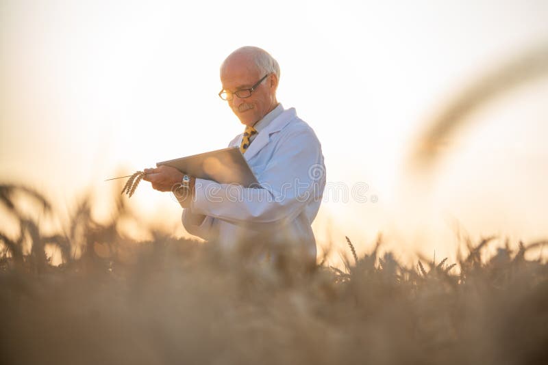 Man Doing Research on Genetically Modified Grain in Wheat Field Stock ...