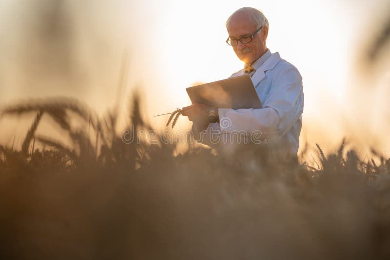 Man Doing Research on Genetically Modified Grain in Wheat Field Stock ...