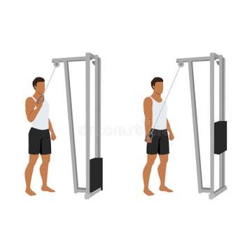 Man Doing Cable Tricep Pull Down Exercise Stock Illustrations – 14 Man Doing Cable Tricep Pull ...