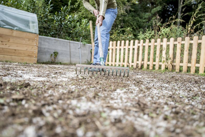 Man Doing Yard Work Raking the Ground Stock Image - Image of ploughing ...