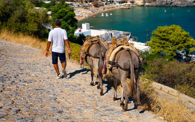 Man with Donkeys Descends from the Acropolis Editorial Image - Image of ...