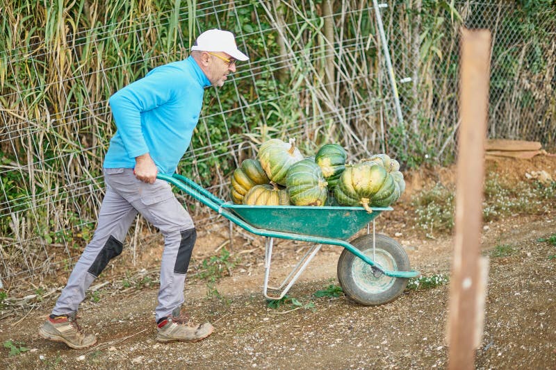 Man Dragging a Heavy Wheelbarrow Full of Organic Pumpkins Ready for ...