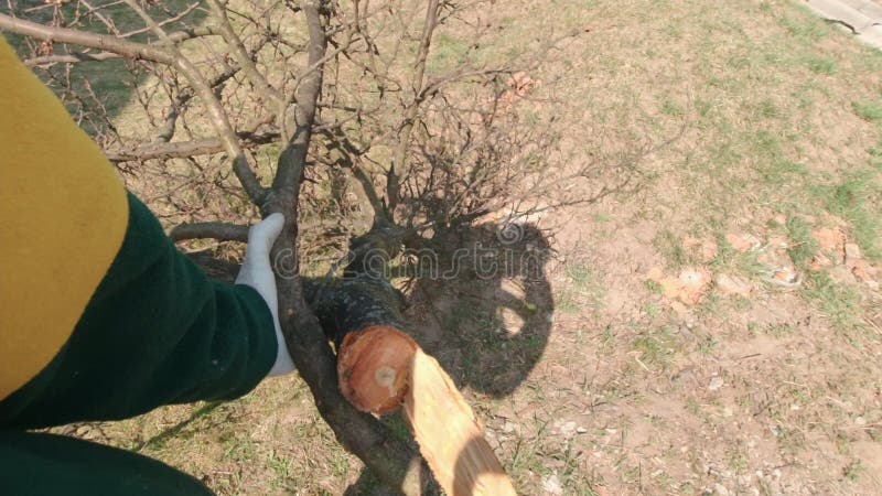 Man Dragging a Tree stock footage. Video of garden, caucasian - 245517010