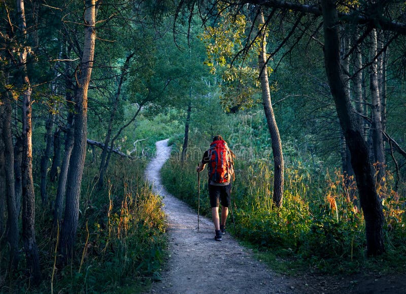 Hiking in the forest stock image. Image of landscape - 126493435