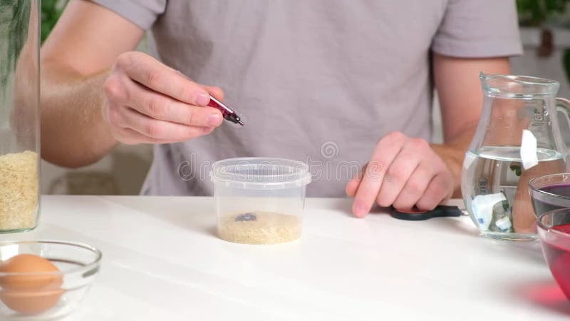 A Man Drips Red Dye into a Container of Rice. an Unusual Way of ...