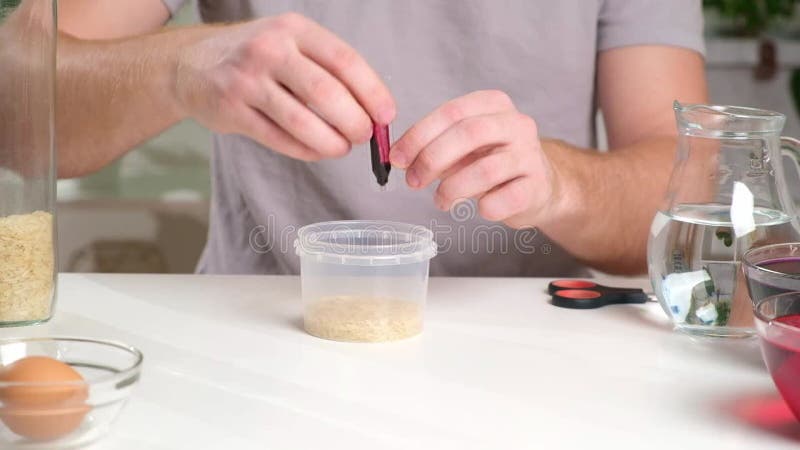 A Man Drips Red Dye into a Container of Rice. an Unusual Way of ...