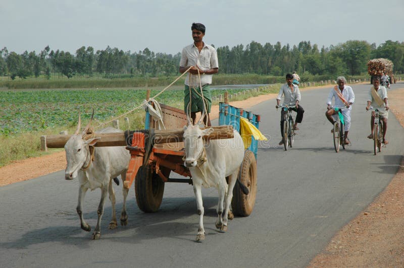 Man driving ox cart editorial stock image. Image of third - 4953199