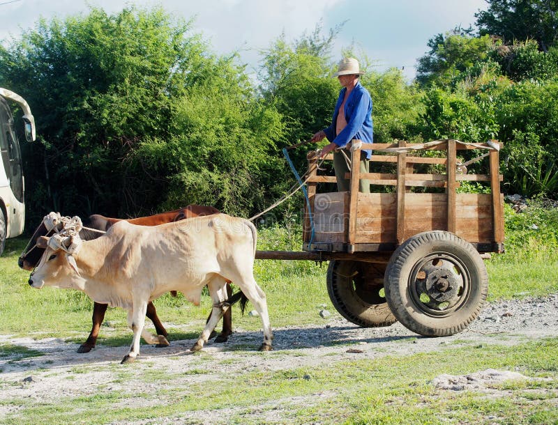 253 Yoke Oxen Stock Photos - Free & Royalty-Free Stock Photos from ...