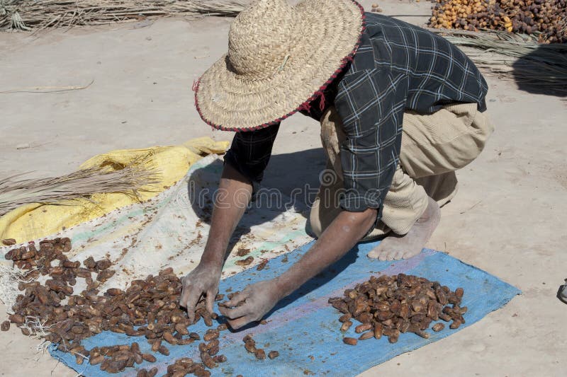 Man drying Dates, Morocco editorial photo. Image of moroccan - 46129421