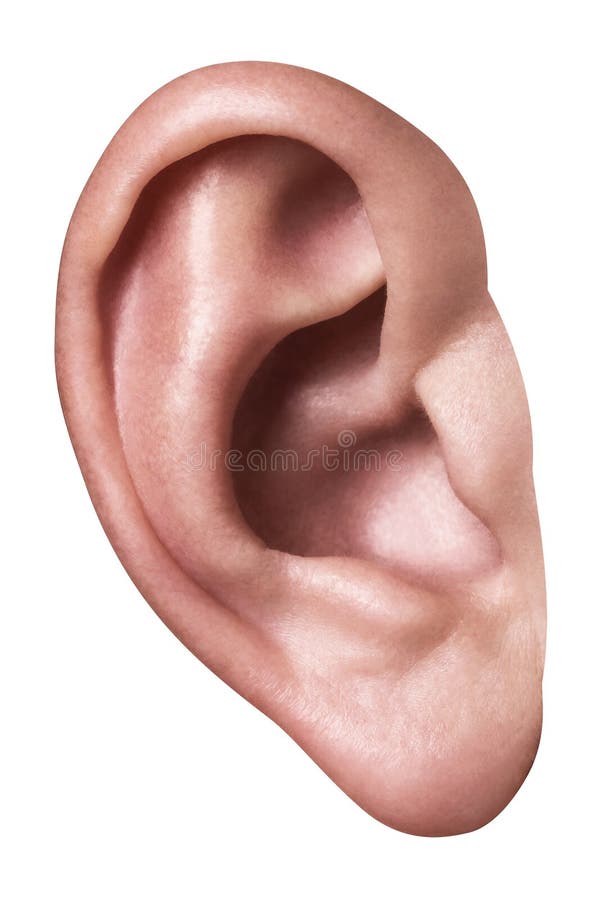 Man Ear Isolated on White Background Stock Photo - Image of deaf ...