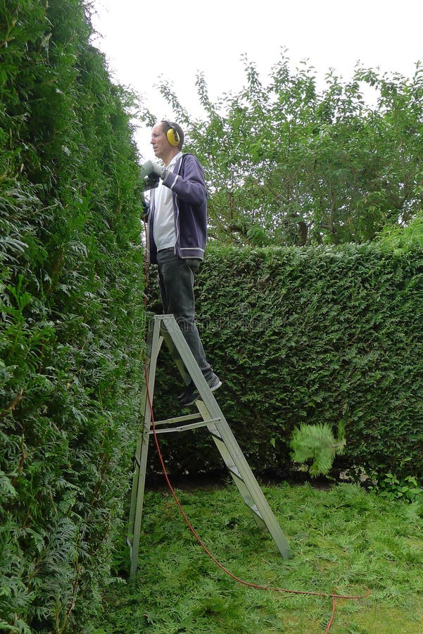 Pruning the Hedge stock photo. Image of house, caucasian - 94045950