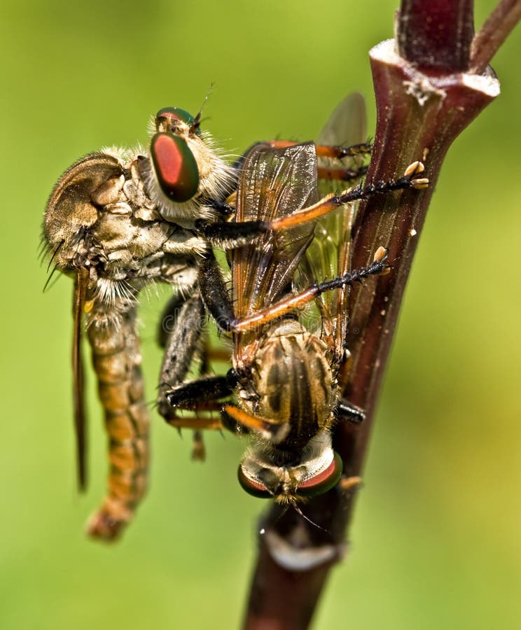 Rober Man Women Stock Photos - Free & Royalty-Free Stock Photos from ...