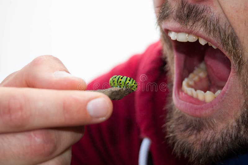 Man Eating Bug stock photo. Image of caterpillar, swallowtail - 27719852