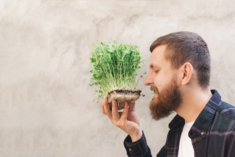 Man eats pea microgreens stock photo. Image of shirt - 285262672