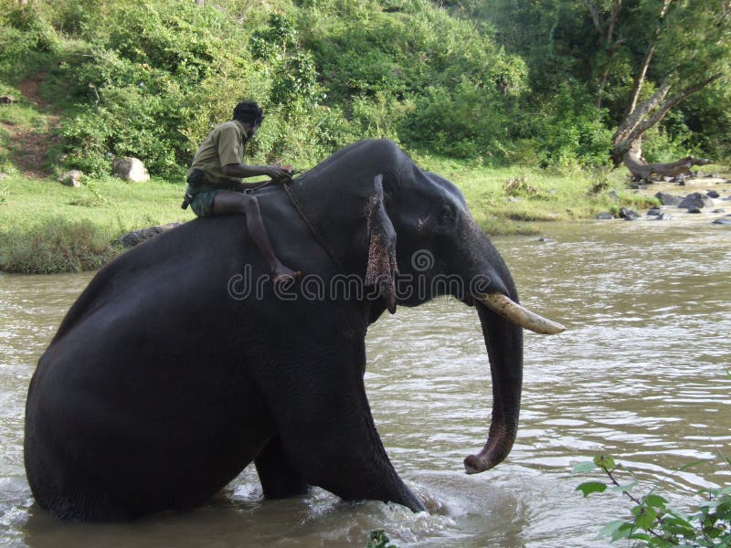Man and elephant editorial stock image. Image of bathing - 74080049