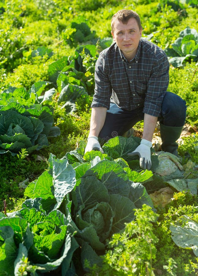 Man Engaged in Cultivation of Organic Vegetable Stock Image - Image of ...
