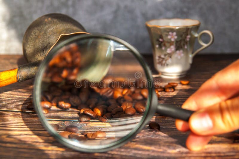 Man Examines Coffee Beans through a Magnifying Glass. Stock Photo ...