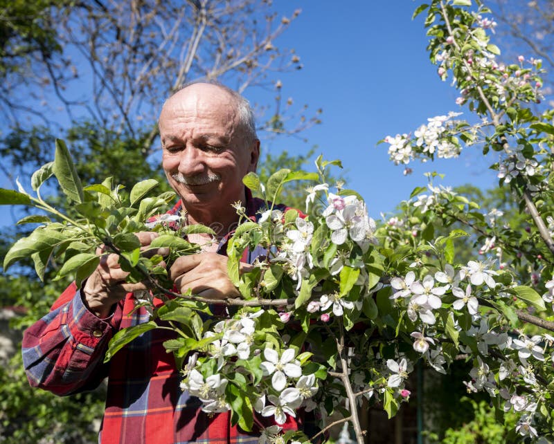 Man Examining Blooming Apple Trees in Orchard Stock Image - Image of ...