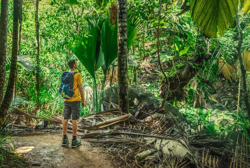 Man Exploring a Tropical Rain Forest Stock Photo - Image of healthy ...