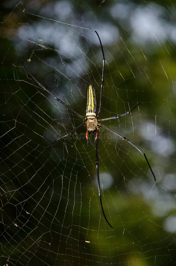Man face spider on web stock image. Image of pilipes - 48035627