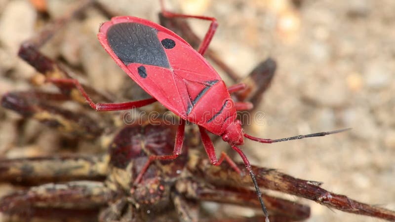 Fire Bug Man Faced Bug Red Bug Insect Macro Close Up Detail Stock Video ...