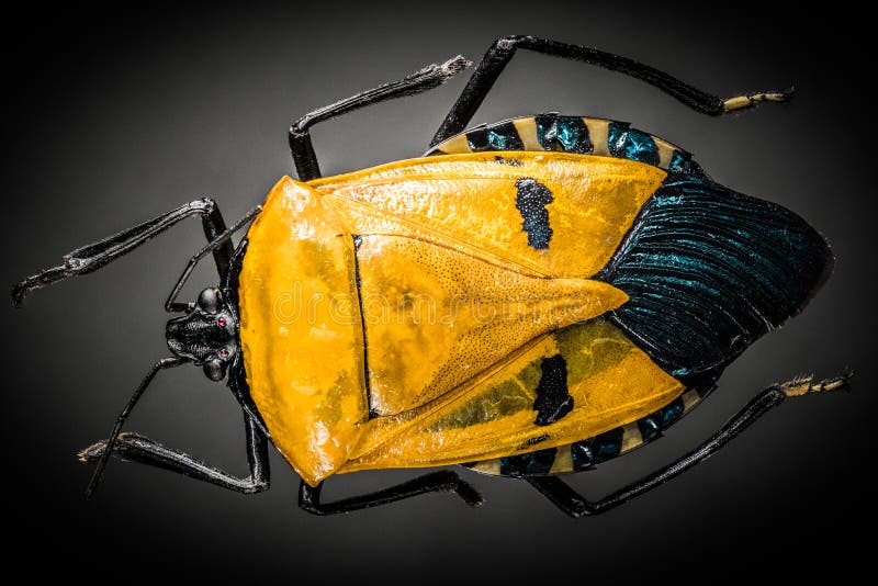 Man faced stink bug stock photo. Image of makro, detail - 182318410