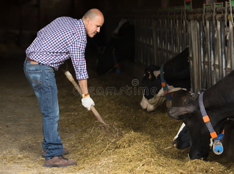 Man Farm Worker Feeding Cows with Hay Stock Photo - Image of looking ...